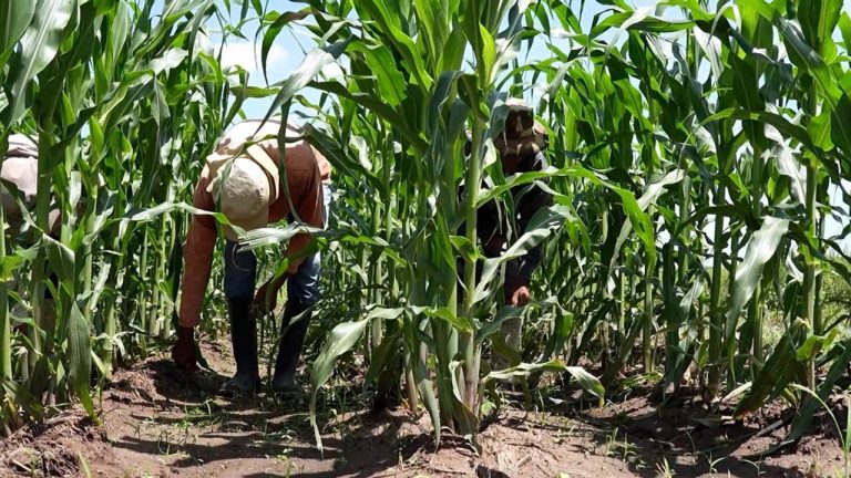SAG-PROINORTE impulsa inversiones rurales para fortalecer la ...
